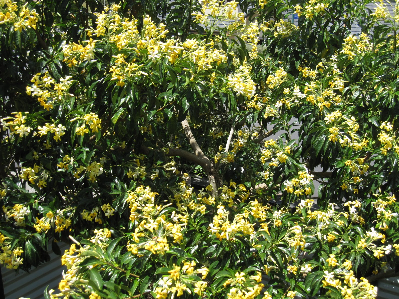 W o k a r e l l a: Australian Frangipani