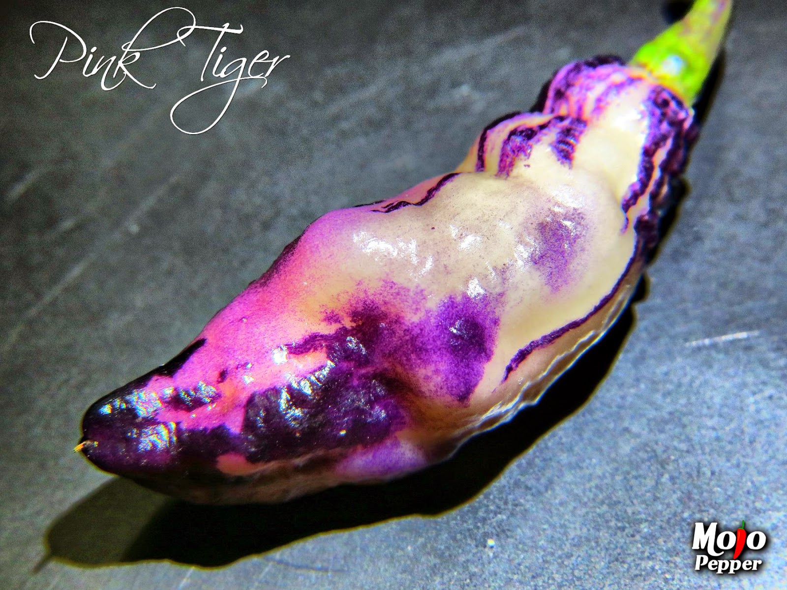 The Mojo Pepper - Just a Chili Pepper grower: Pimenta Pink Tiger 2013