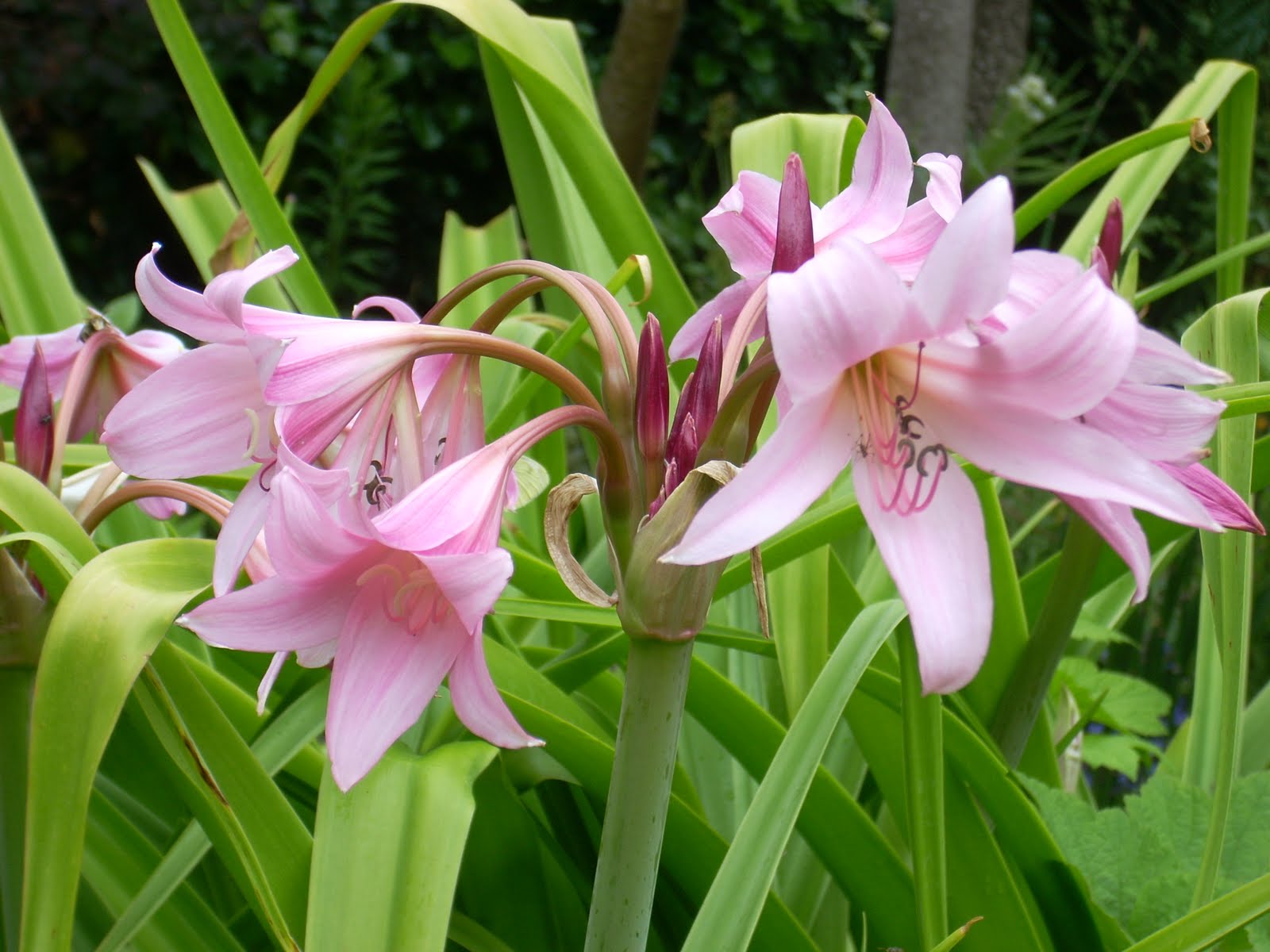 Crinum powellii ~ Les Jardins Botaniques de la Boirie
