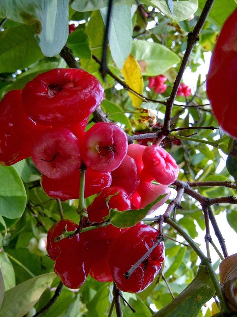 Jenis-jenis buah jambu yang kian di lupakan