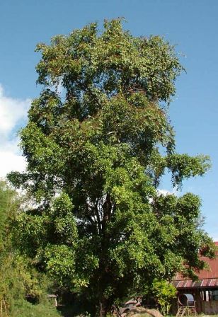 Sapindus rarak | Pustaka Flora | Database Tanaman Landscape