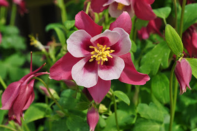 Images Collection: Beautiful Flower (2)