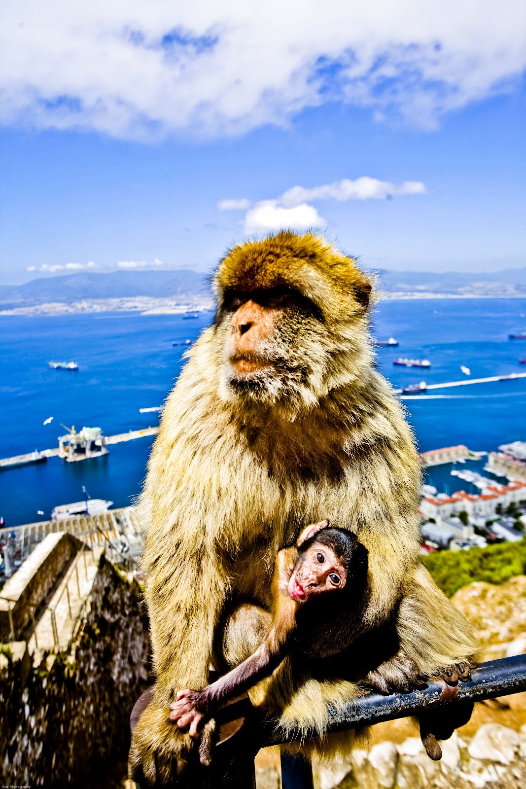 Shari Photography: Monkeys of Gibraltar