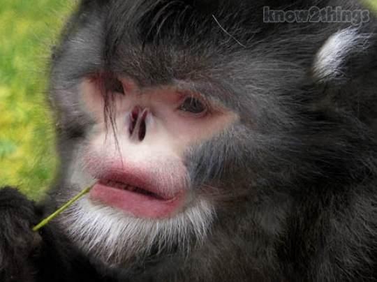 Top 10 Most New Discovered Creatures | Everything You Know