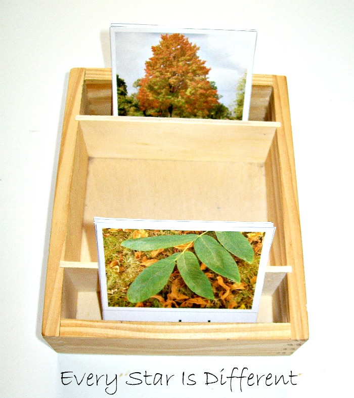 Autumn Leaves Unit with Free Printables - Every Star Is Different