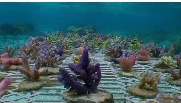 nevertheless: Coral Gardening: Ecological Remediation of fast ...