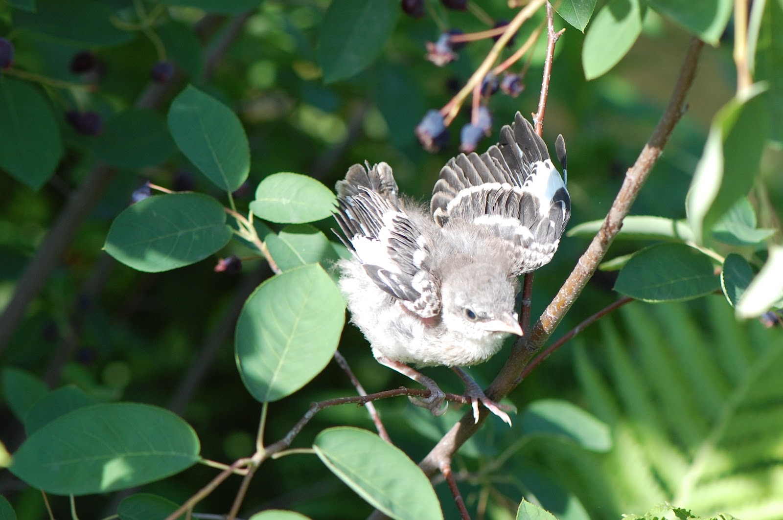 Urban Wildlife Guide: A mockingbird's progress...