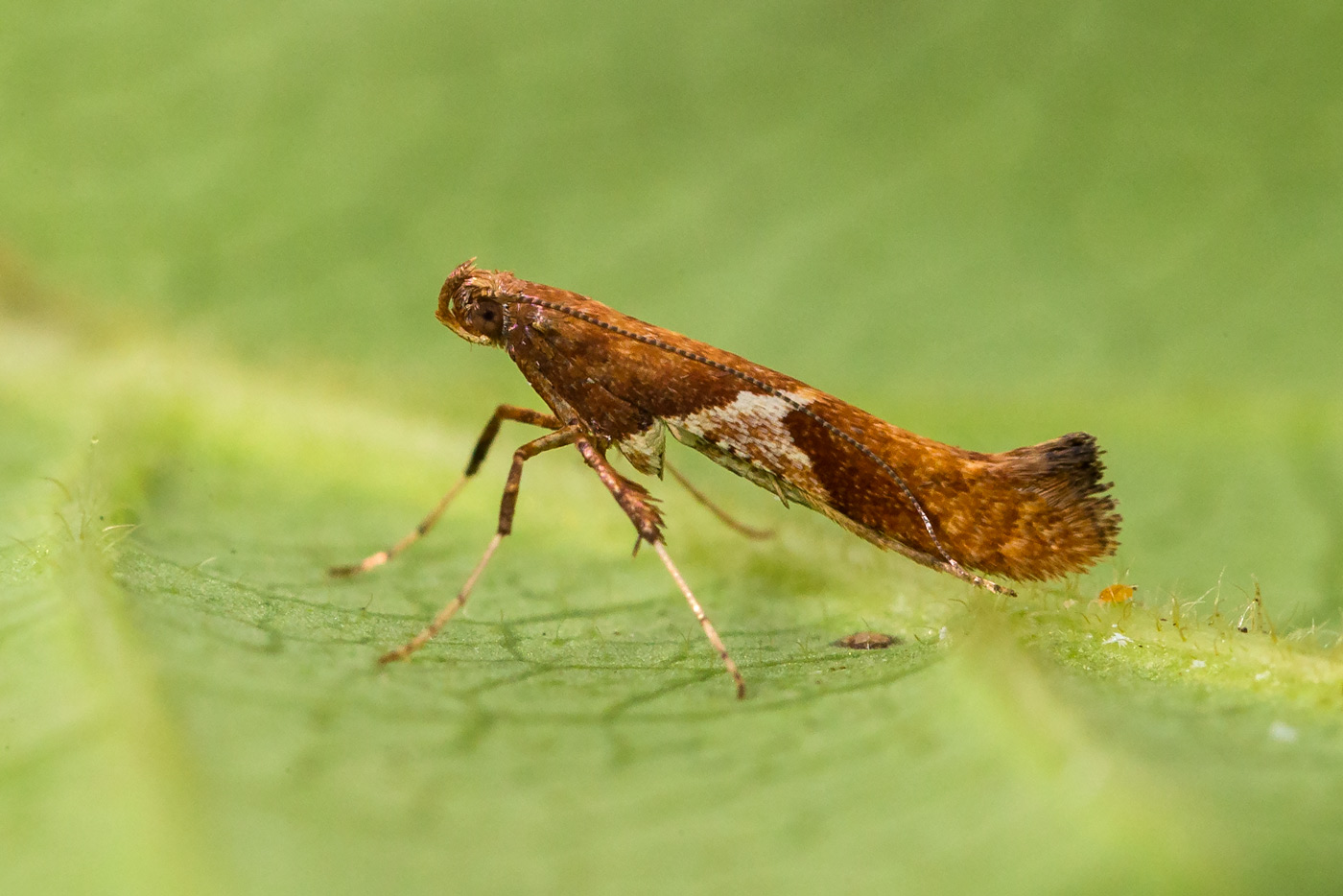 Darley Dale Wildlife: Caloptilia stigmatella (White-triangle Slender)