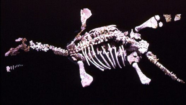 Kisah Eric - Fosil Opal Pliosaurus | Pos Hari Ini