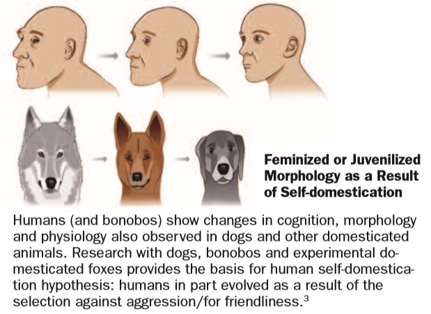 Skepticism & Science: Did Dogs Become Smarter Through Domestication? An ...