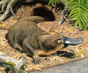 Science Class 5EP: PLATYPUS