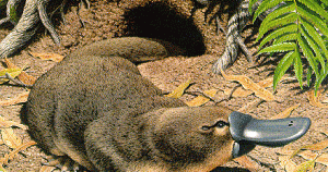 Science Class 5EP: PLATYPUS