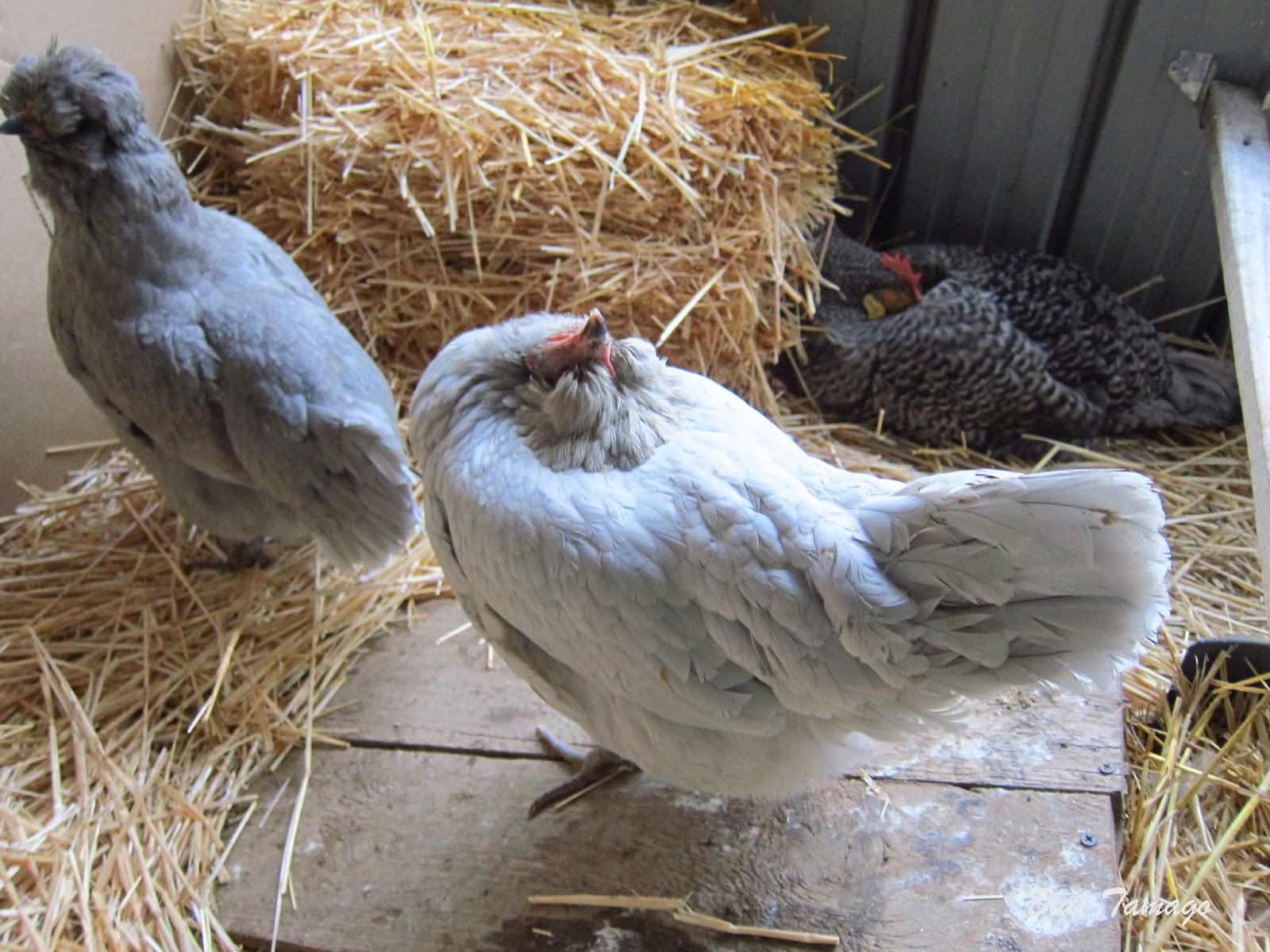 Giving your chicken a haircut - Special DumDum issue