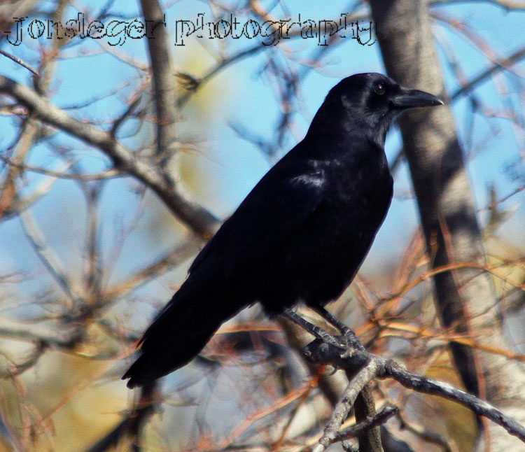 Northern Illinois Birder: European Starlings and other Land Birds in ...