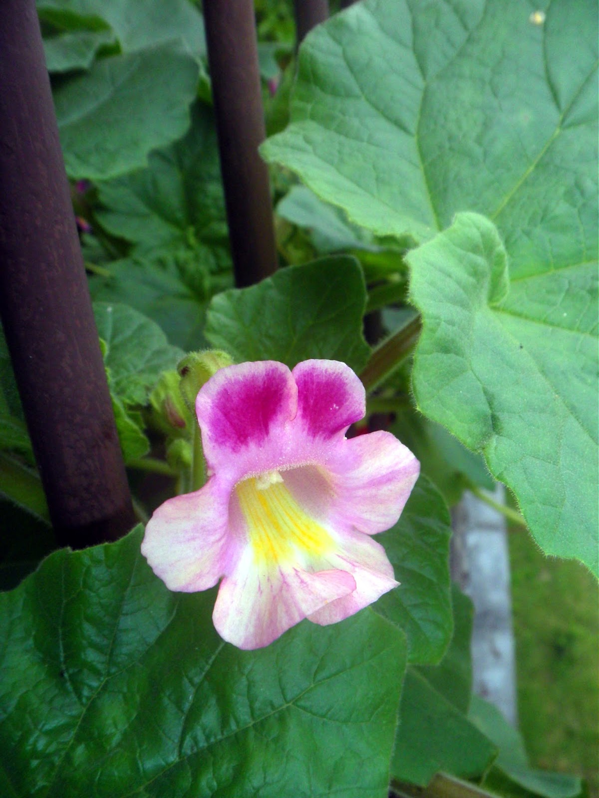 Scirpidiella's Plants: Devil's Claws (family Martyniaceae)