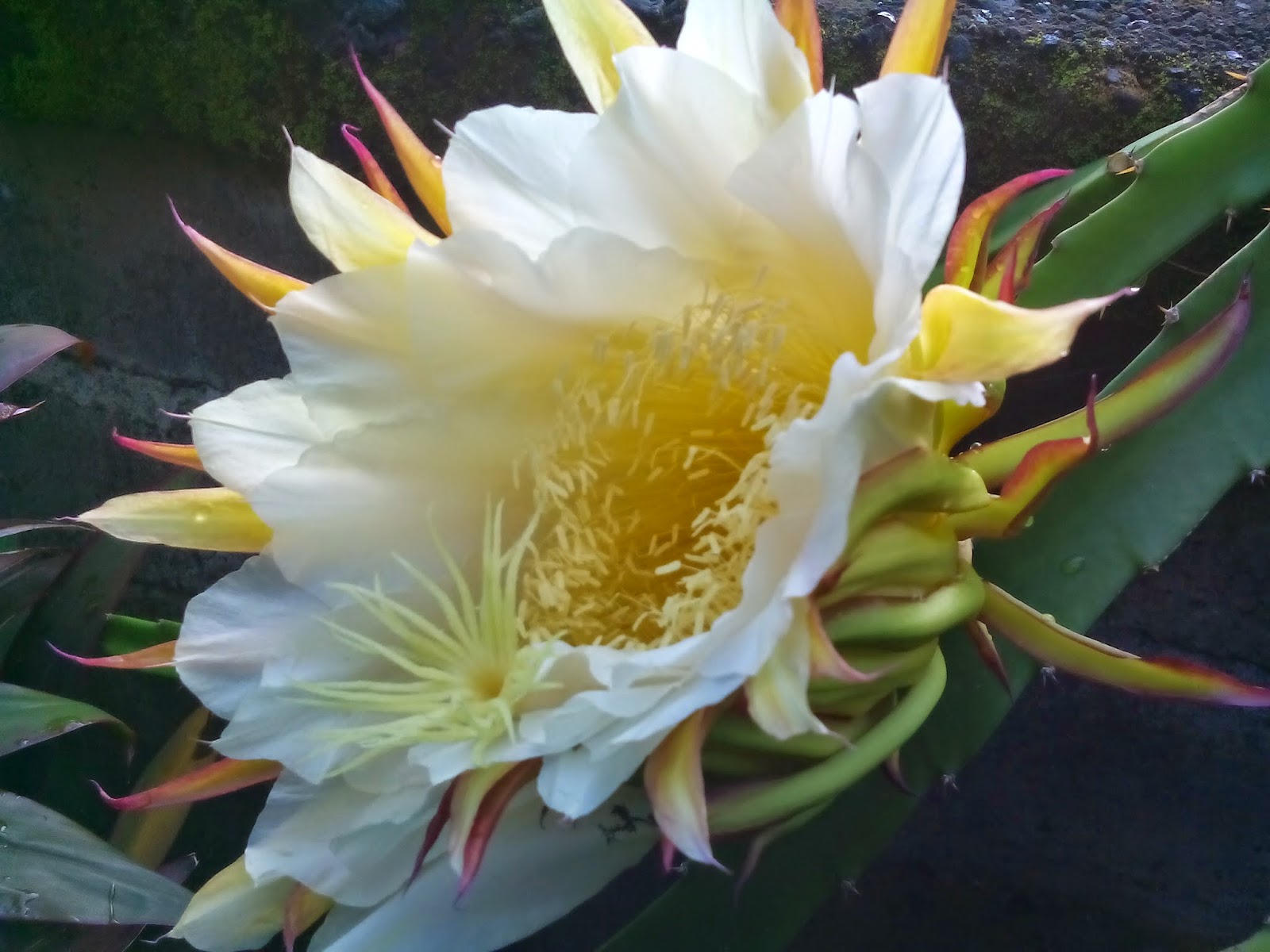 Bunga Pohon Buah Naga Yang Mekar Sempurna - Photo Blog