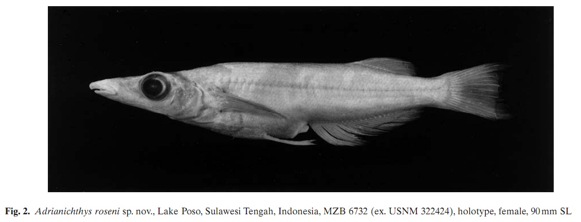 Species New to Science: [Ichthyology • 2004] Adrianichthys roseni ...