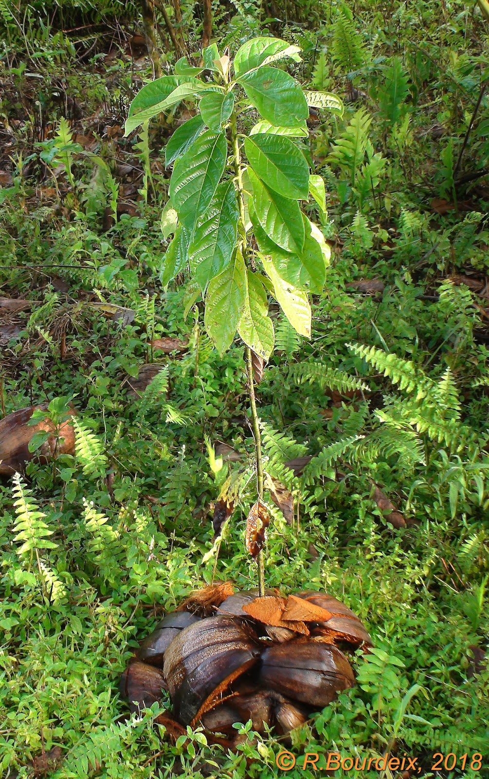 Coconut planting material for the Pacific region: Preparation of the ...