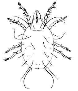 Variety of Life: Acaroidea