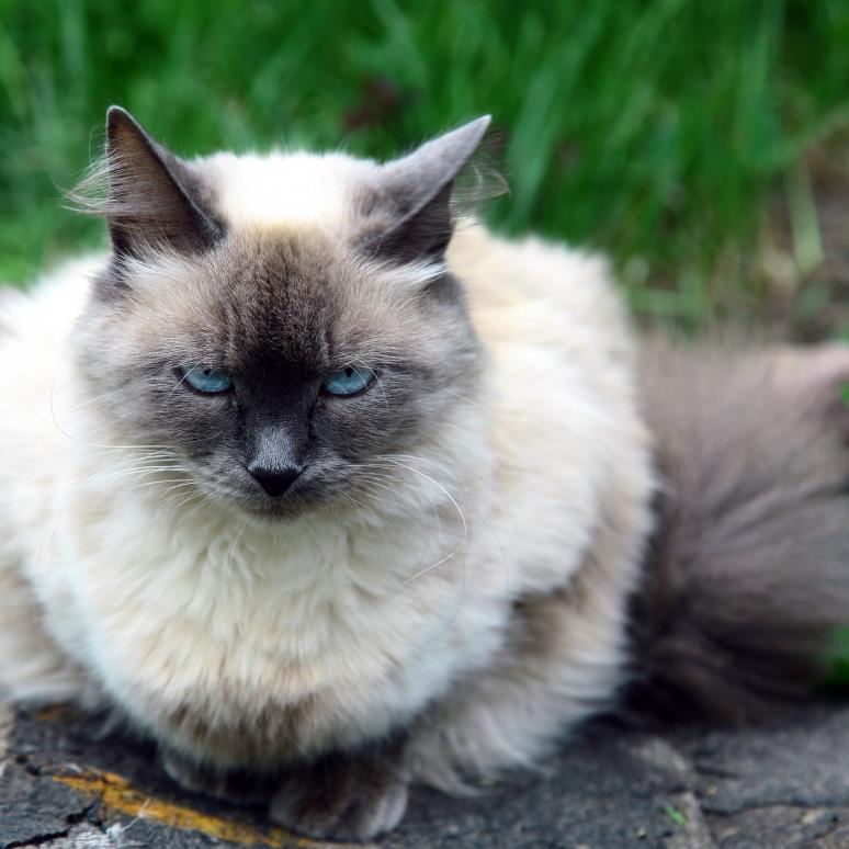 Animales Domesticos: EL GATO BALINÉS