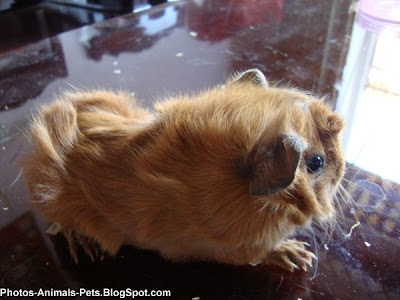 Photo baby mouse fur ruffled