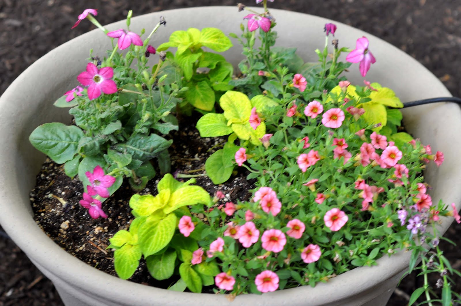 Aesthetic Nest: Gardening: Planting Patio Pots