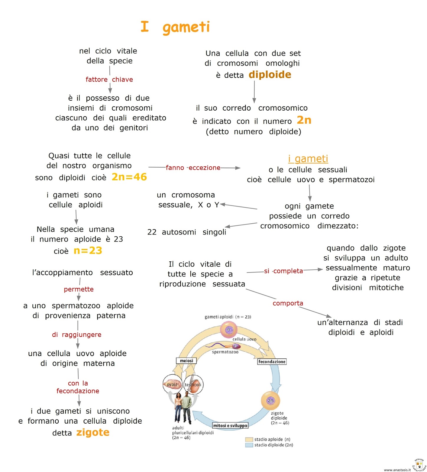 Paradiso delle mappe: I gameti