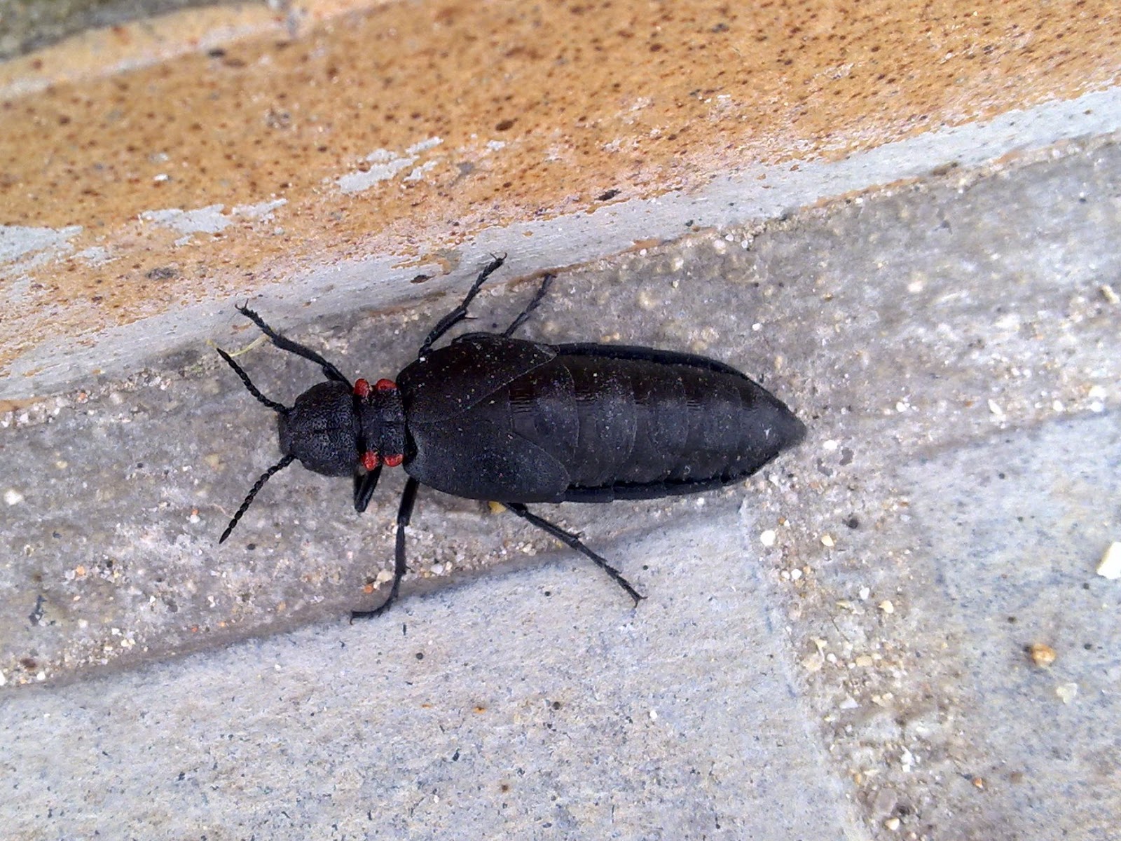 FAUNARIUM: Curica o aceitera