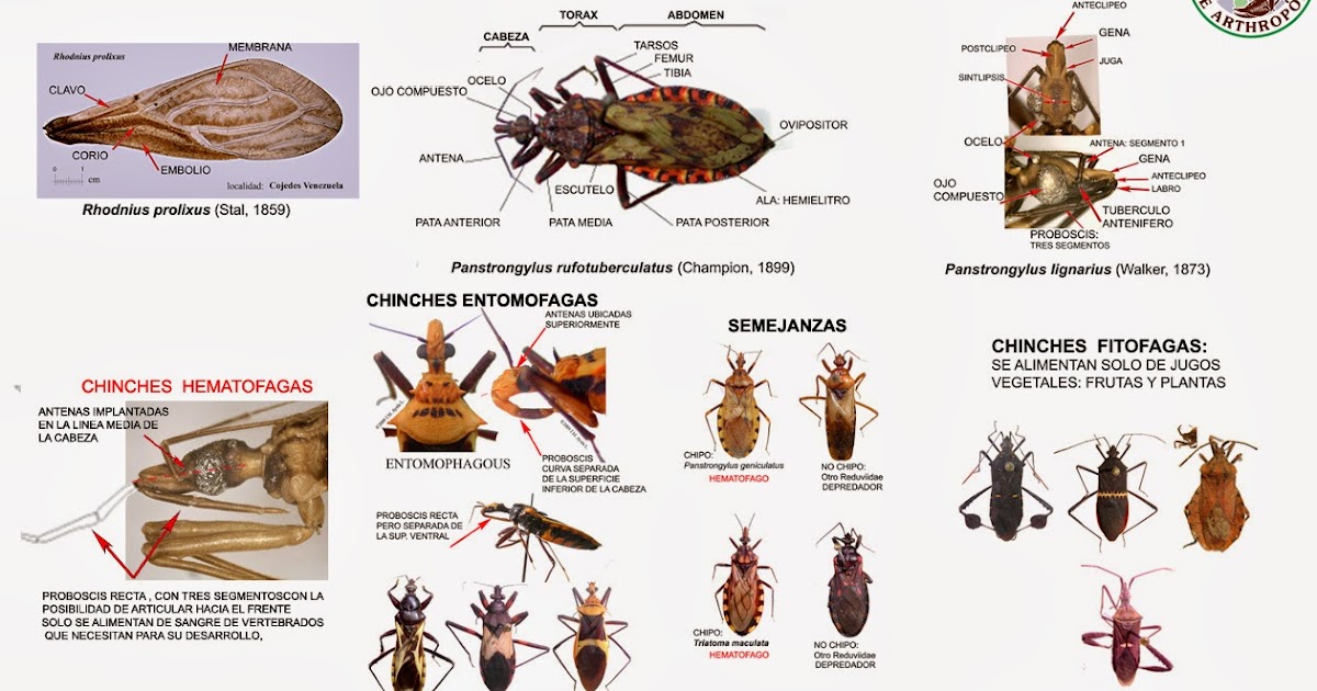 El Mundo de los Artropodos: COMO RECONOCER UN TRIATOMINO = CHIPO