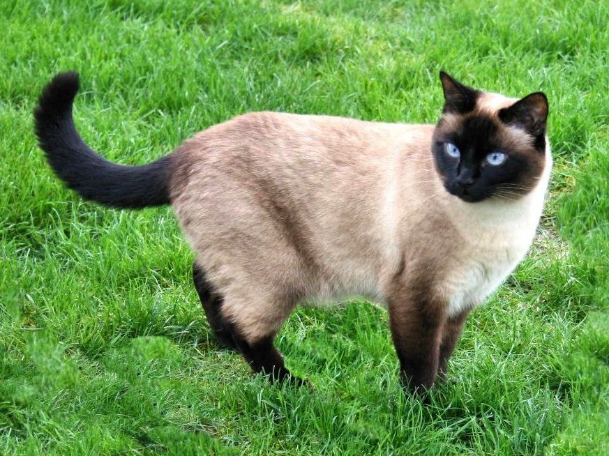 Siamese Cat: the Moon Diamond