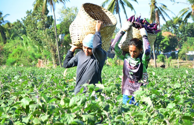 mybeautifulILOILO: Miagao: Eggplant Capital celebrates 1st Talong Festival
