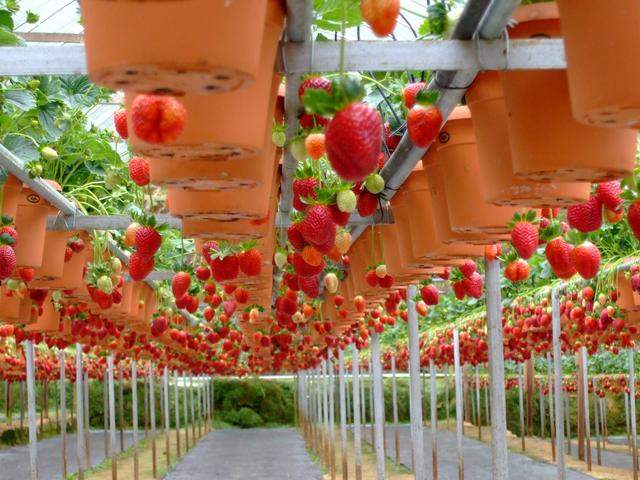 pertanian: Strawbery organik