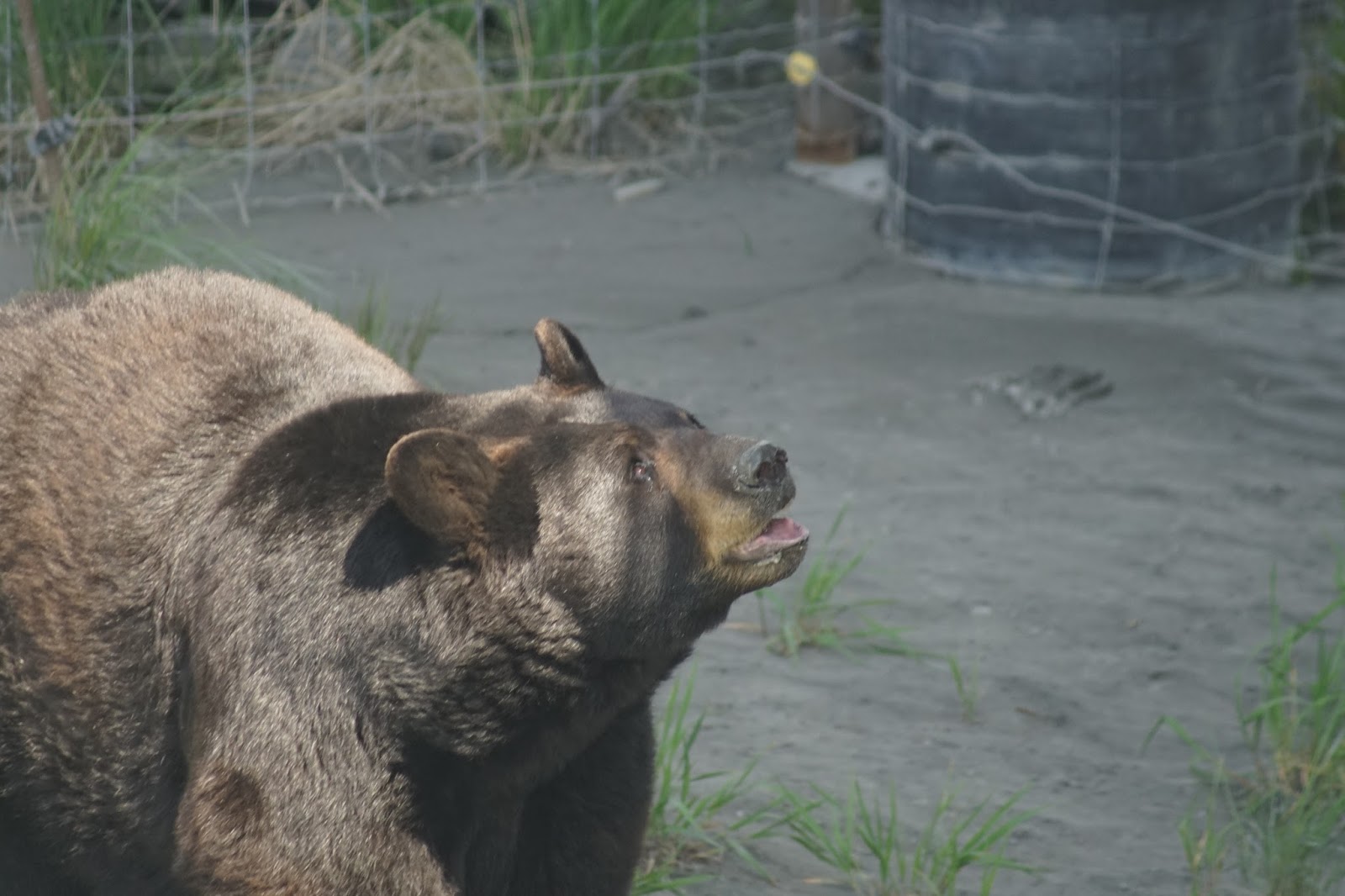 Lost But Loving It...In Alaska!: The End of an Em-bear-assing amount of ...