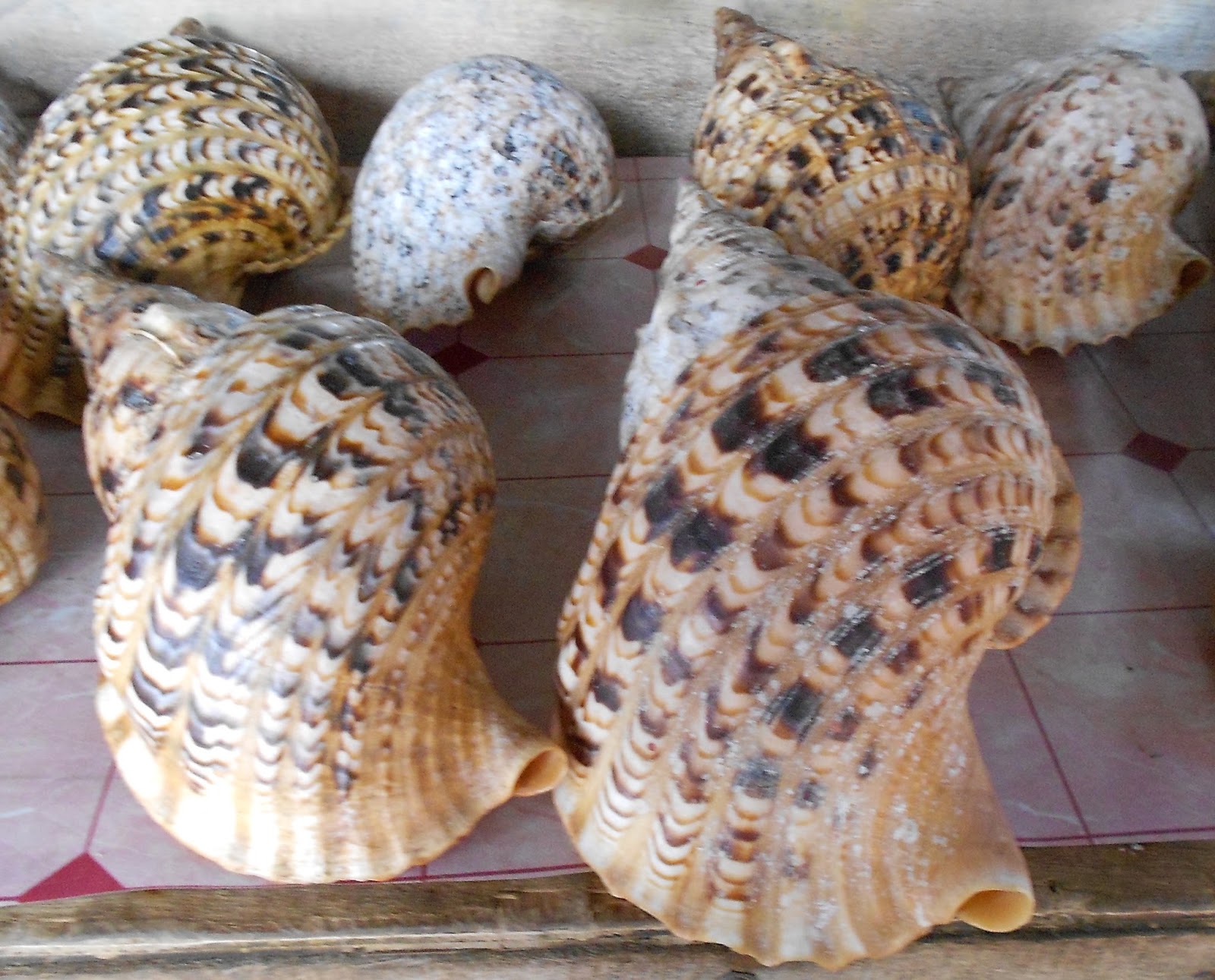 FREELITTLEBRAIN: Semporna Gian Triton - Huge sea snail shell