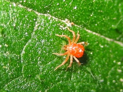 LE POTAGER DE BALCON DE MADAME LAITUE À PARIS : LE DIMANCHE 3 MAI 2015 ...