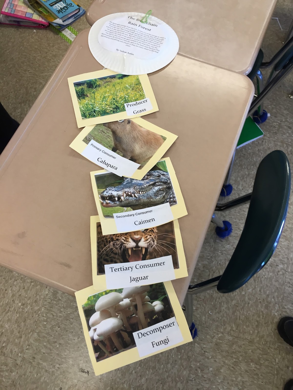 Fabulous in Fifth!: Food Chain CHAINS