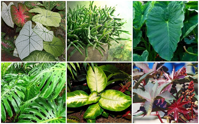 6 Plantas venenosas - precauções e cuidados - Cantinho verde - horta e ...