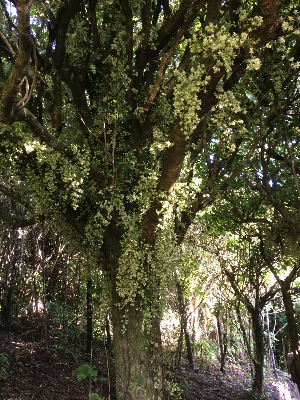 Explore and Discover Nature: Unusual Trees of Aotearoa - cauliflory and ...