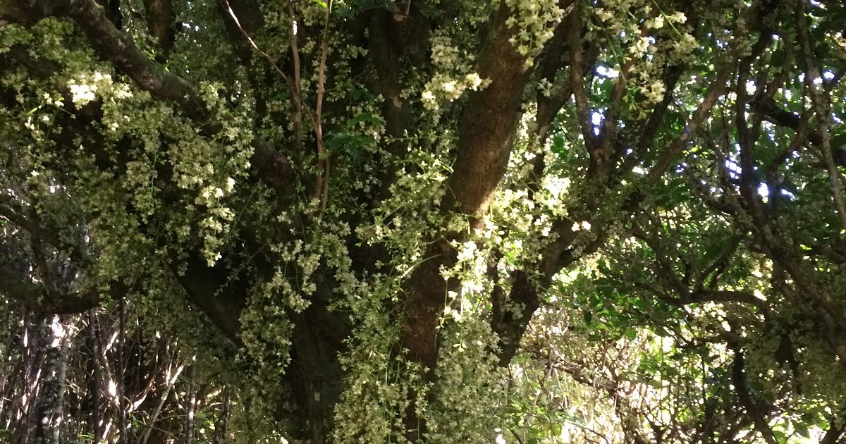 Explore and Discover Nature: Unusual Trees of Aotearoa - cauliflory and ...