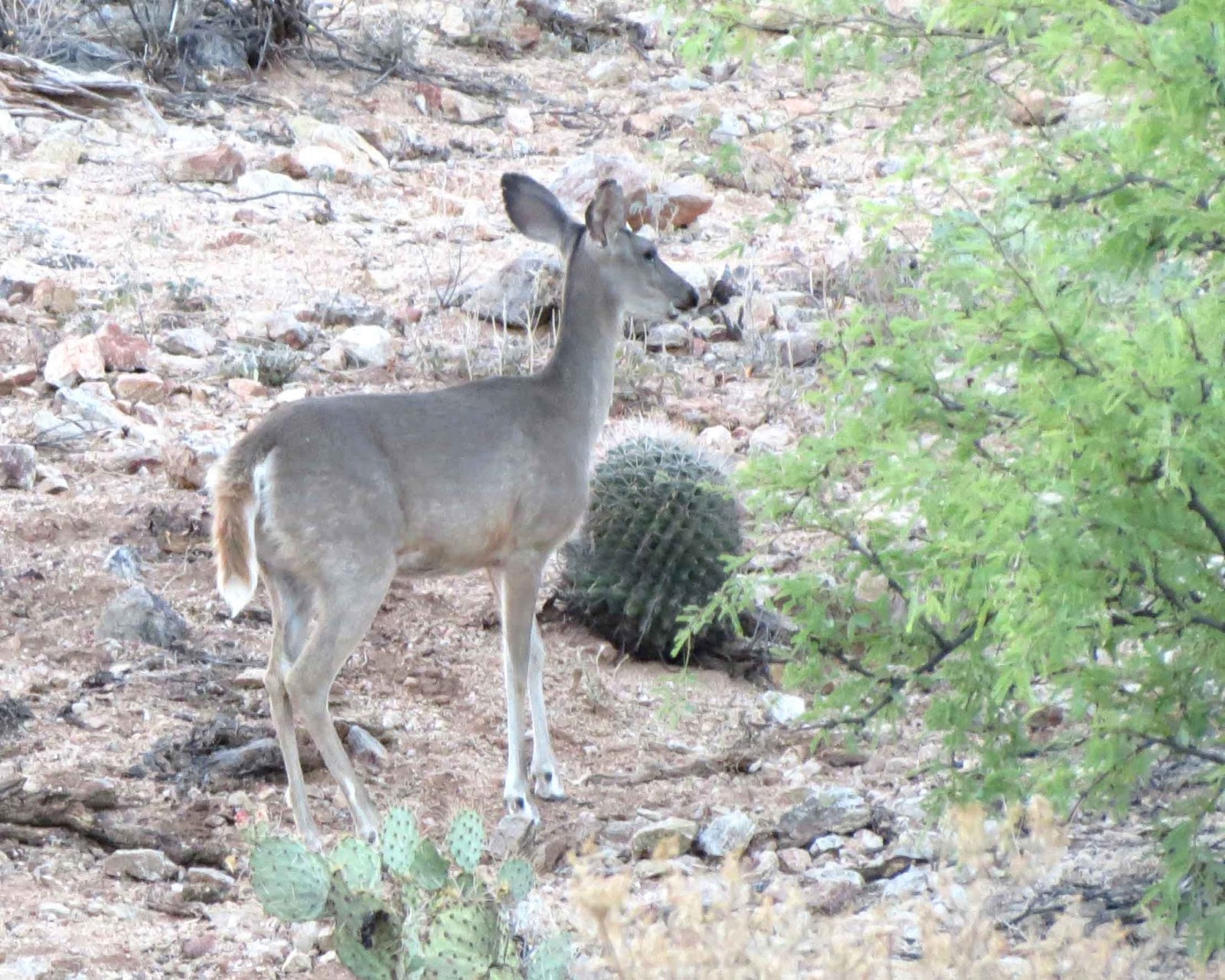 Desert Colors: Deer