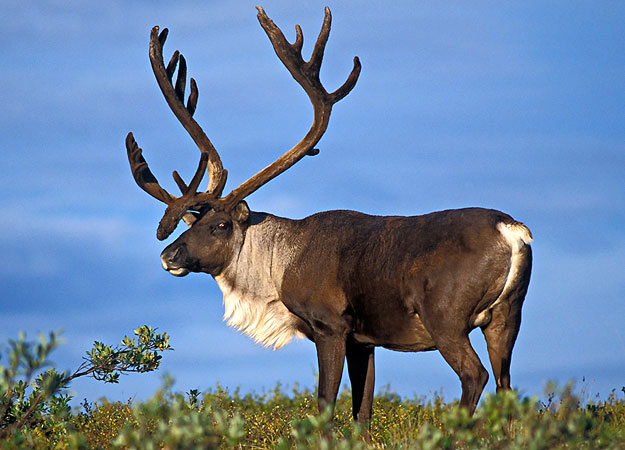Top 20 Beutiful Animal Reindeer hd wallpapers - Download Free Hd Wallpapers