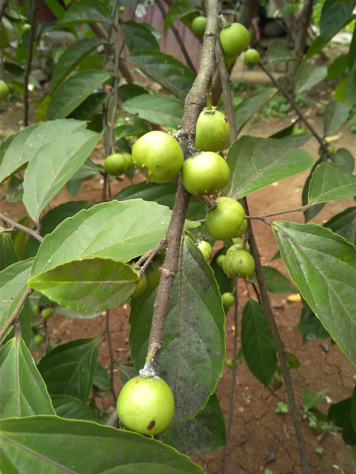 Buah Rukem | warta cikupa