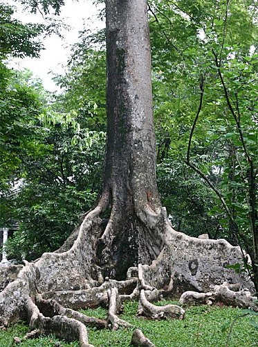 LIGHT OF ATLANTIS ~*~: LOA EXCLUSIVE FEATURE - MAGICAL WOOD OF SOUTH ...