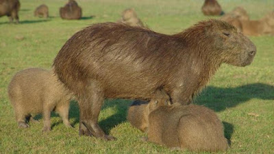 PLAAN : Ronsoco - Hydrochaeris hydrochaeris