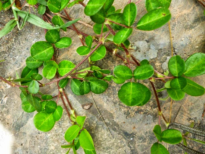 Beggar weed - Ath Undu piyaliya | SL Flora