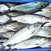 Milk Fish Fresh Important Buying Guides | Indonesia Milkfish Factory ...