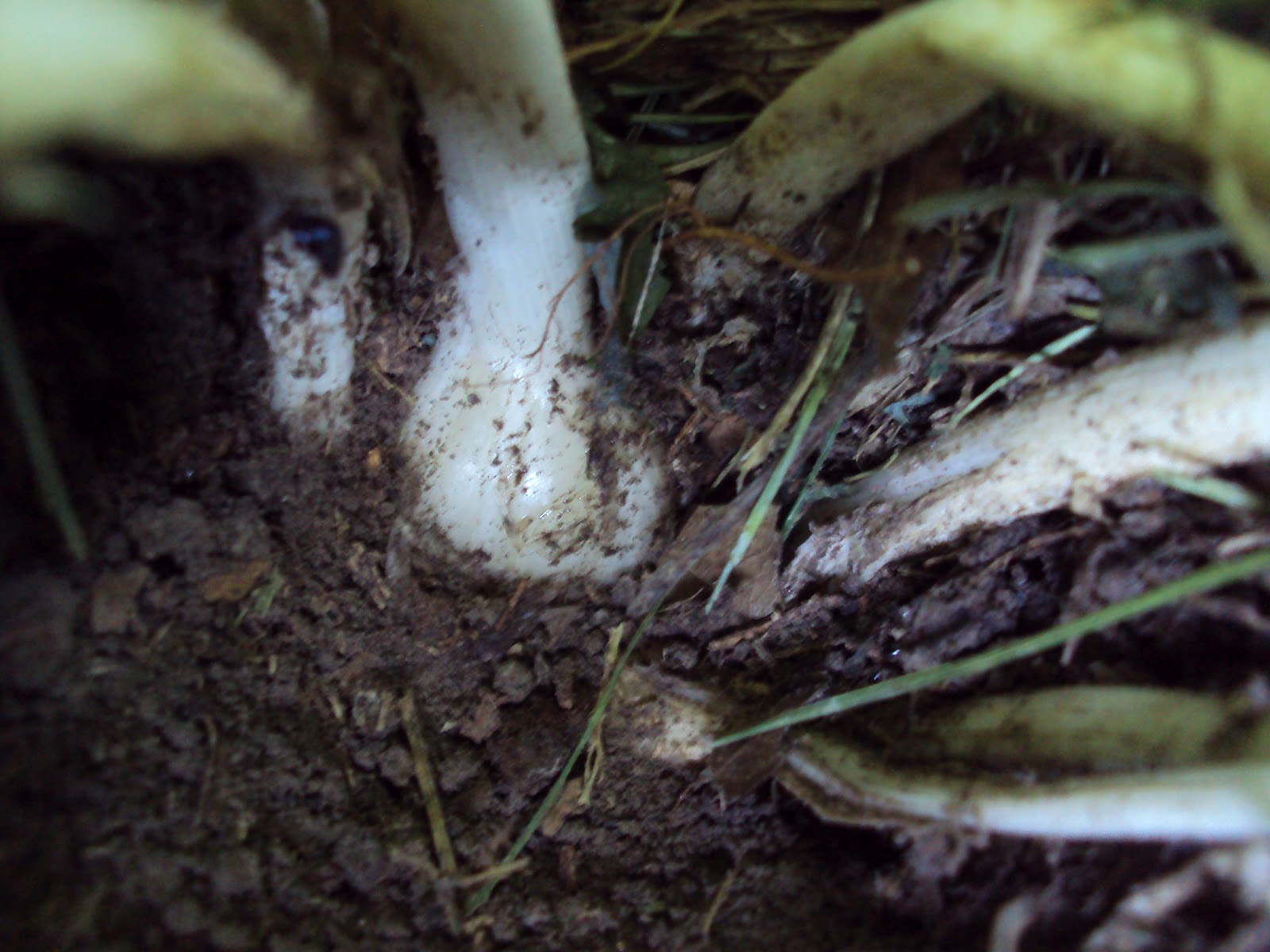 Missouri Survival: Scallions - Wild Green Onions