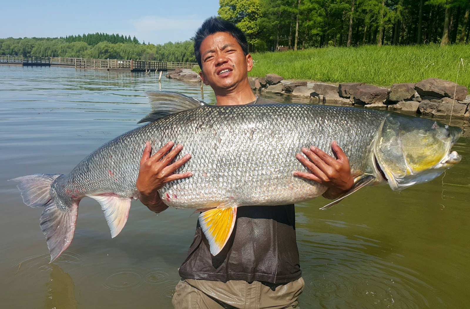 Milkfish Price in India Supplier for Curry Restaurant Business ...