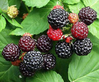 Best fresh - Mejor fresco!: Consumption of Korean black RASPBERRY ...
