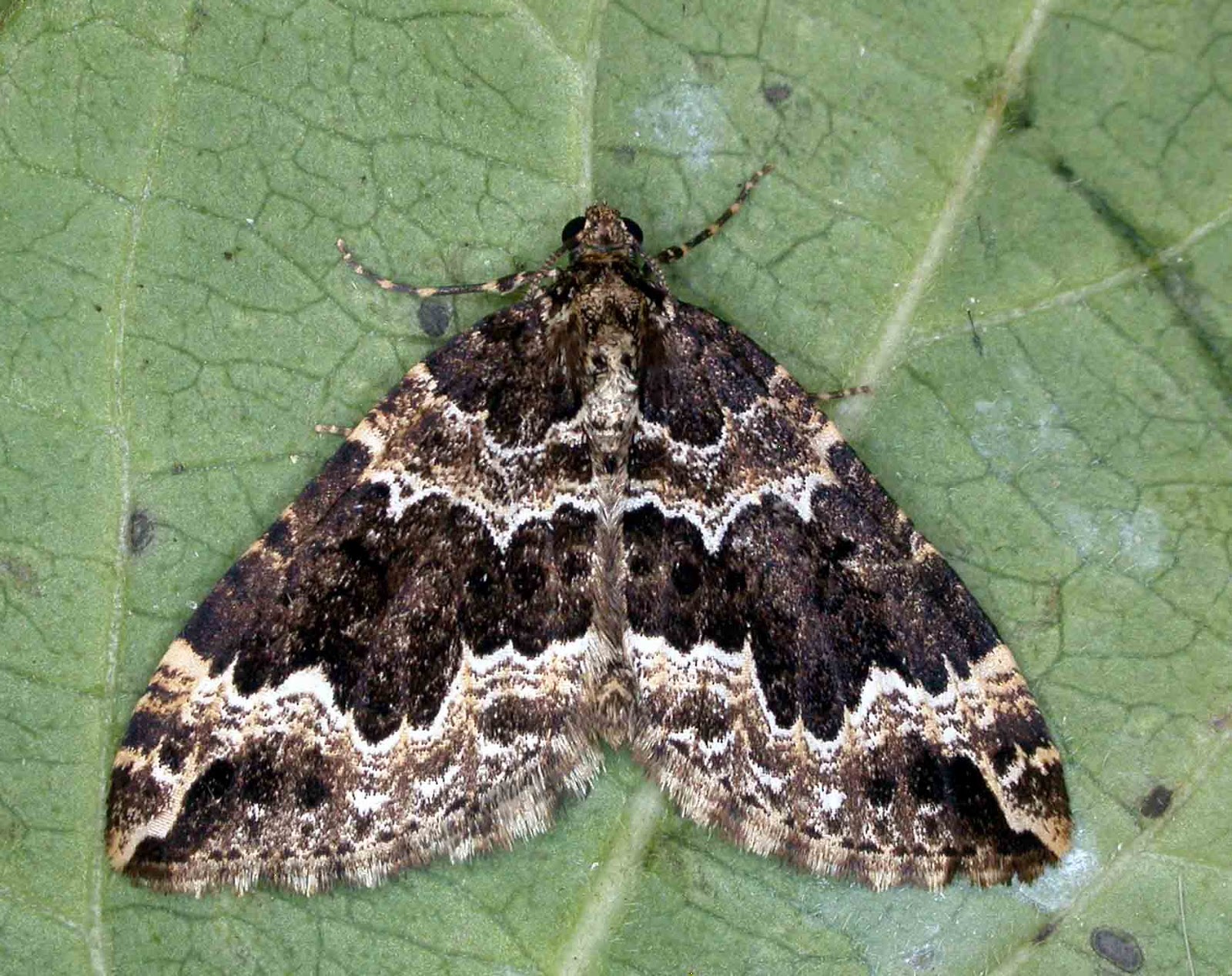 Darley Dale Wildlife: Moth update - Water Carpet